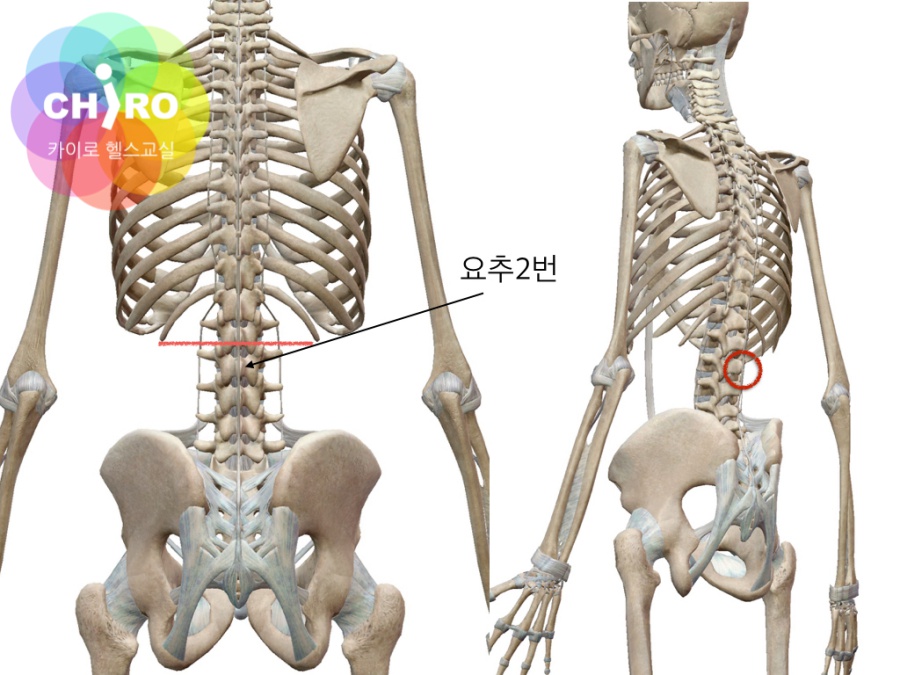 당산 교정 카이로프랙틱 스페샬 척추위치찾기03 요추위치 네이버 블로그